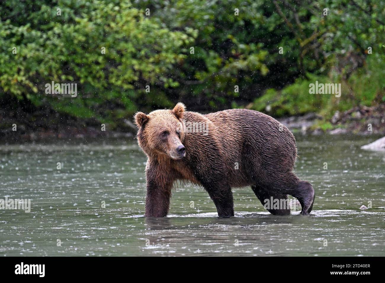 Brown bear (Ursus arctos) walking through the water and looking back at ...
