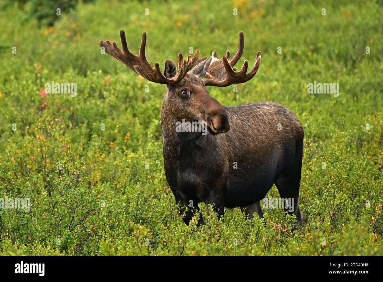 Bull elk (Alces alces) standing in the tundra, Denali National Park ...
