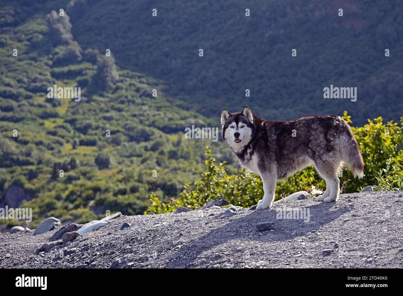 Animal camera face hi-res stock photography and images - Alamy