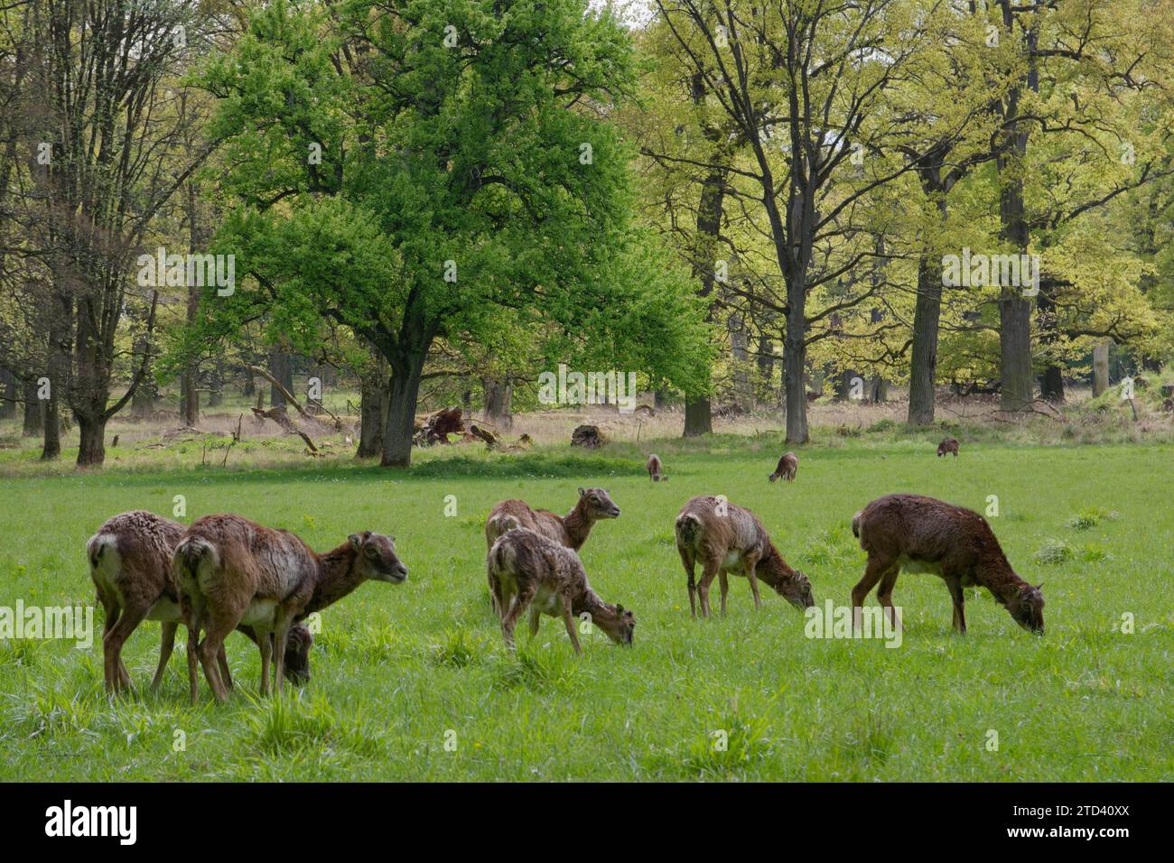 Spring in the favourite park, park, municipal park, recreation area ...