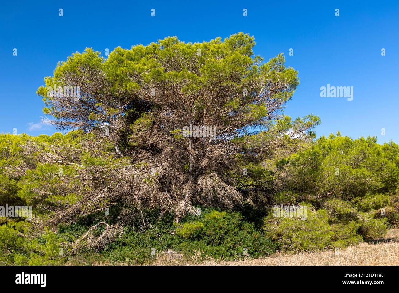 Pine tree in the nature reserve Punta de n´Amer near Cala Millor ...