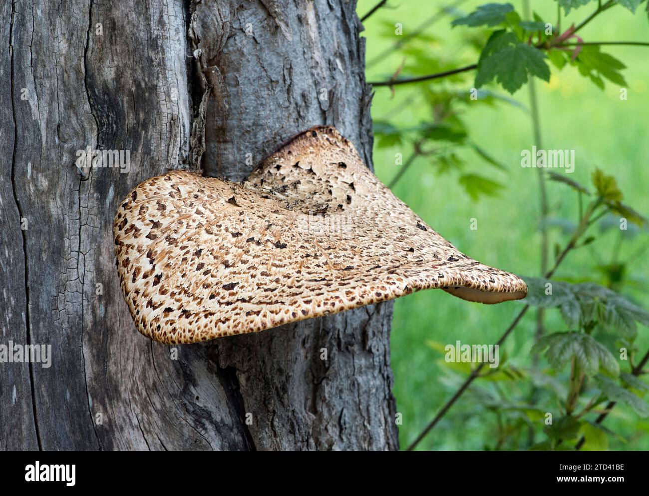 Tree fungus dryad's saddle (Cerioporus squamosus), Valais, Switzerland ...