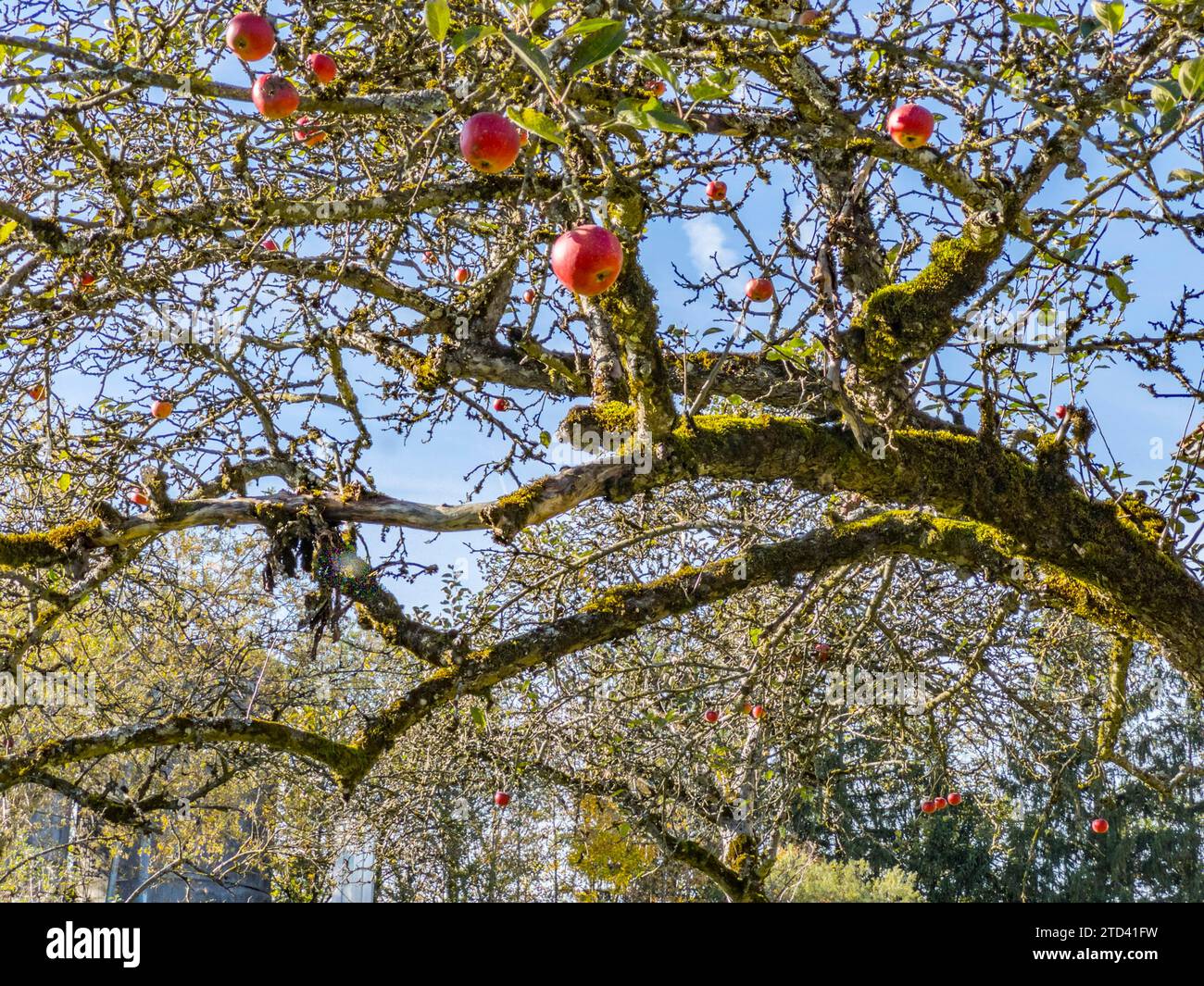 Tax orchard hi-res stock photography and images - Alamy