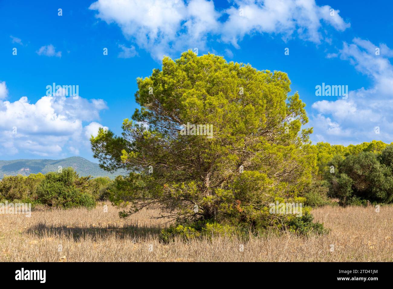 Pine tree in the nature reserve Punta de n´Amer near Cala Millor ...