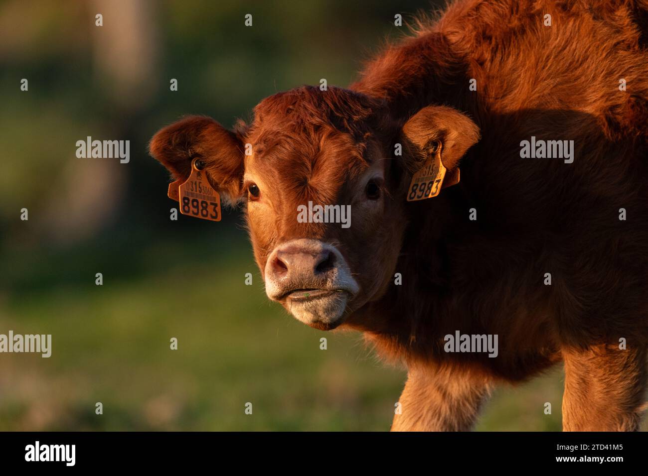 Close-up of a cow calf looking at camera during a warm sunset on the ...