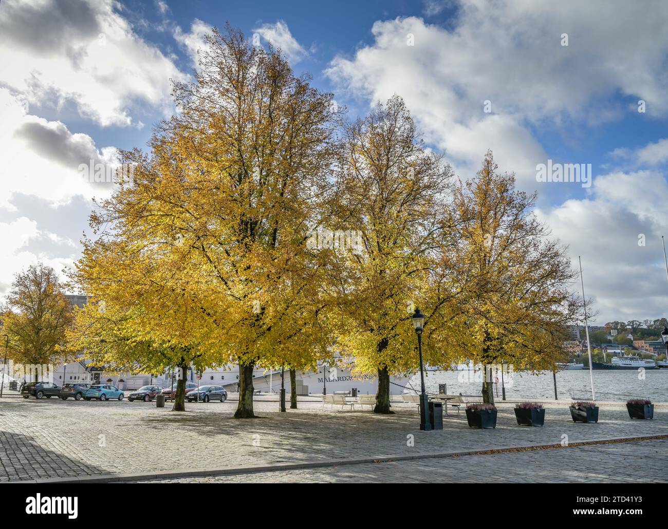 Trees in autumn leaves, Norra Riddarholmshamnen, Riddarholmen island ...