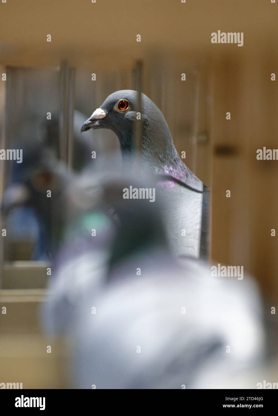 16 December 2023, North Rhine-Westphalia, Dortmund: Carrier pigeons ...