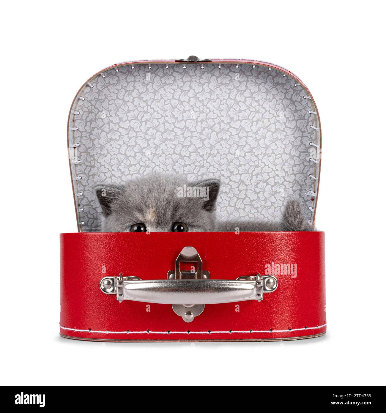 Peekaboo or peek a boo baby Cut Out Stock Images & Pictures - Alamy