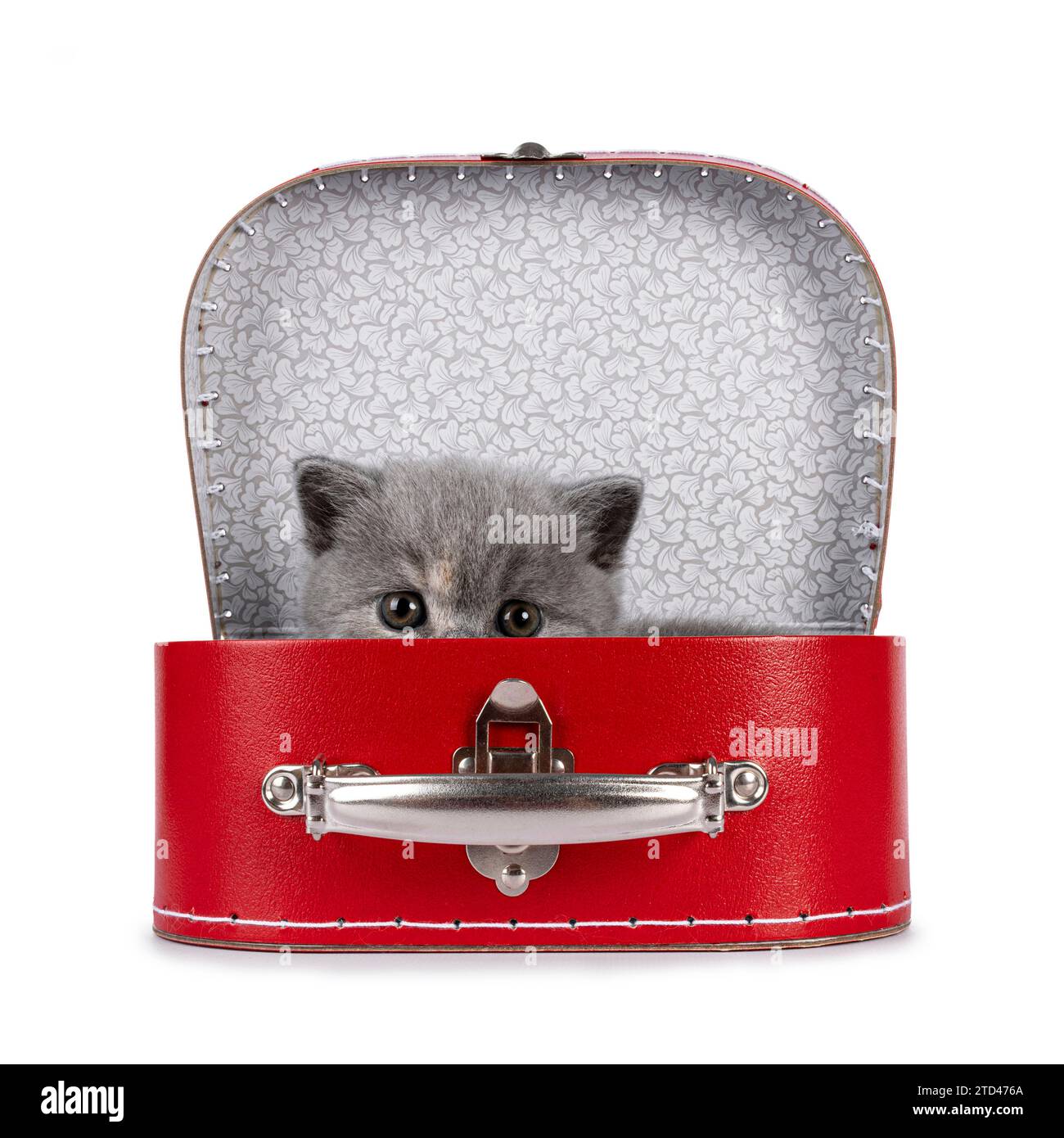 6 weeks old British Shorthair cat kitten, sitting in little red ...