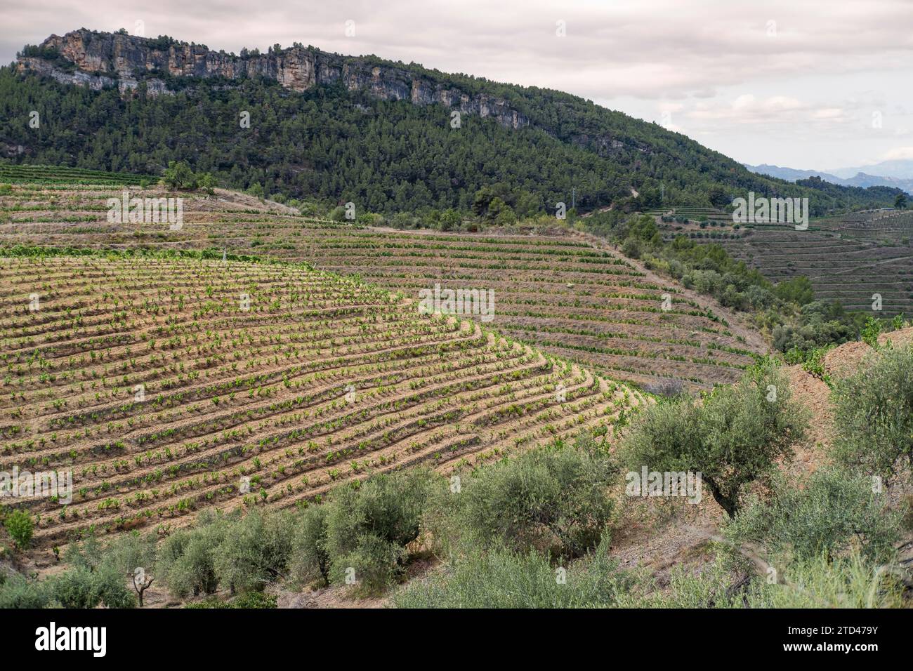 Experience stunning vineyard landscapes in the Priorat wine region ...