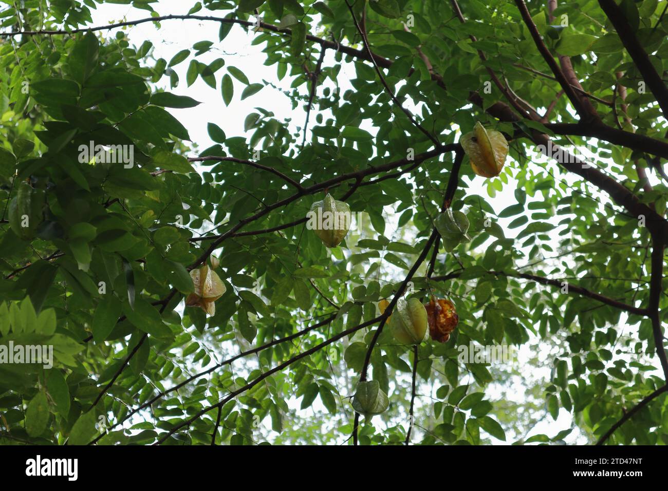 Underneath view of the ripen Star fruits (Averrhoa Carambola) hanging ...