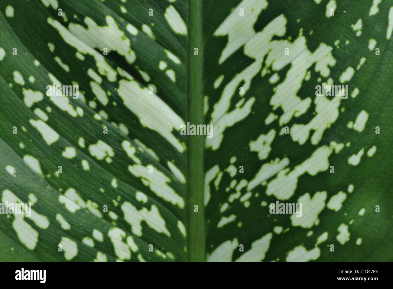 Variegated dumb cane leaf hi-res stock photography and images - Alamy
