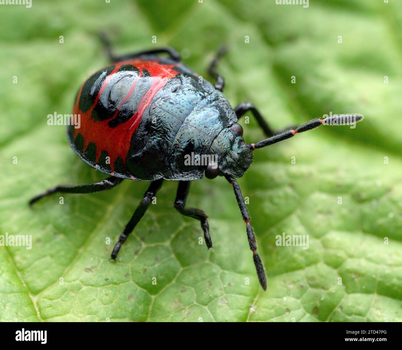 Blue Shieldbug nymph (Zicrona caerulea) at rest on leaf. Tipperary ...
