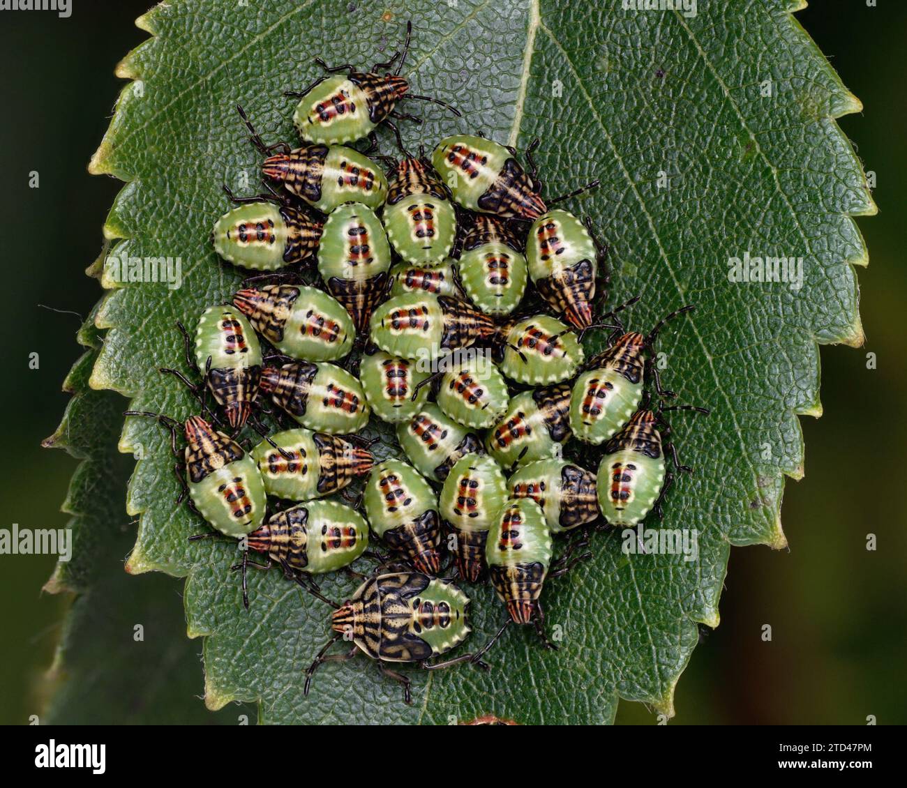 Parent shieldbug hi-res stock photography and images - Alamy