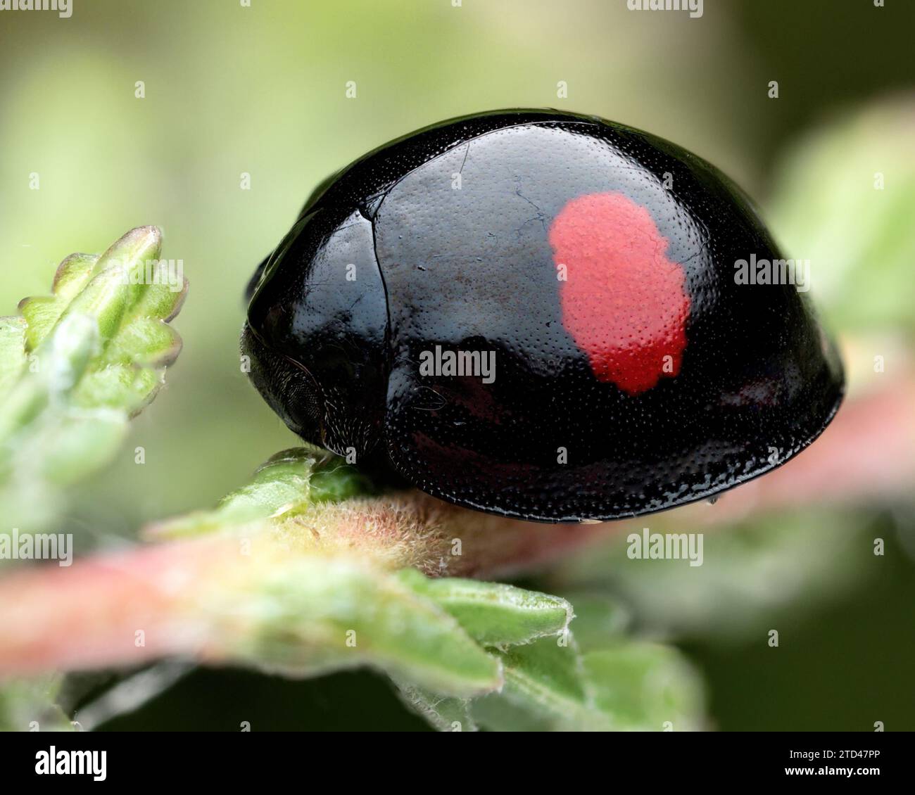Kidney-spot Ladybird (Chilocorus renipustulatus) on heather. Tipperary ...