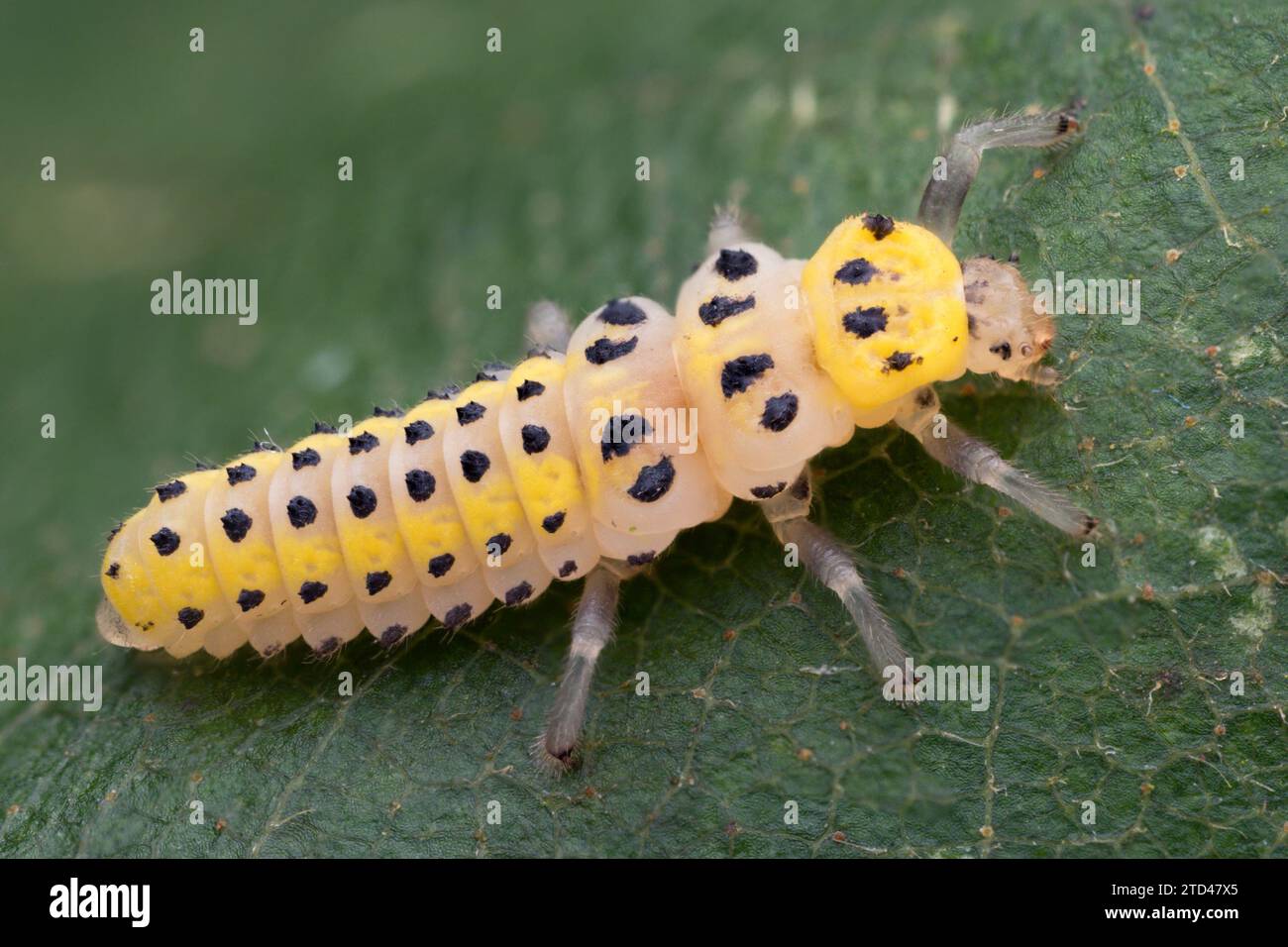 Orange Ladybird larva (Halyzia sedecimguttata) at rest on leaf ...