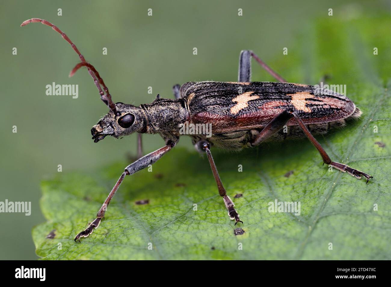 Two-banded Longhorn Beetle (Rhagium bifasciatum) at rest on oak leaf ...
