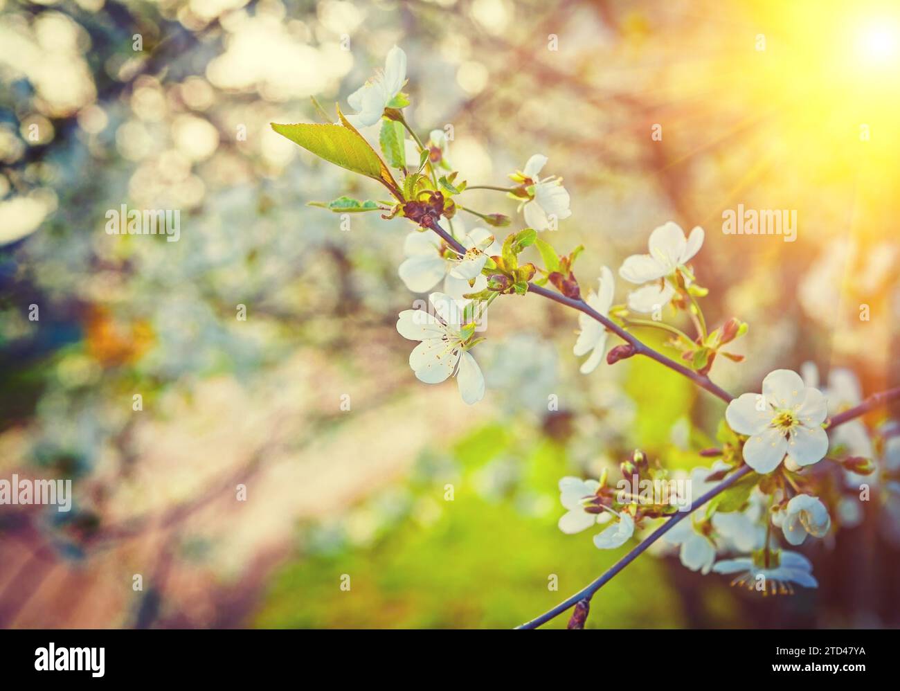 Branch with sparse flowers on blossoming cherry tree instagram style ...