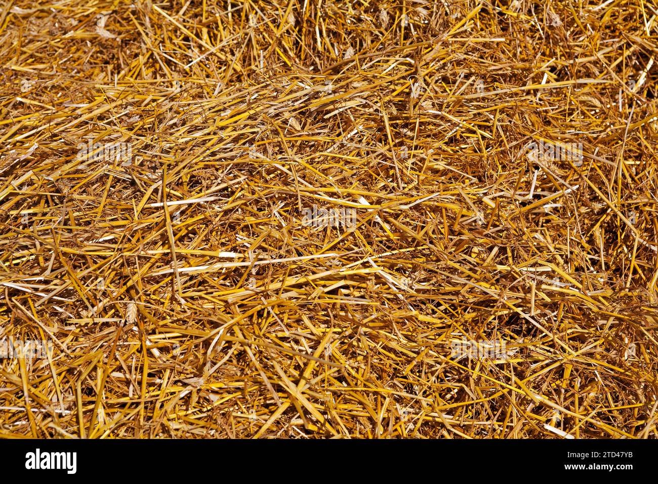 Yellow wheat straw texture agricultural concept Stock Photo - Alamy