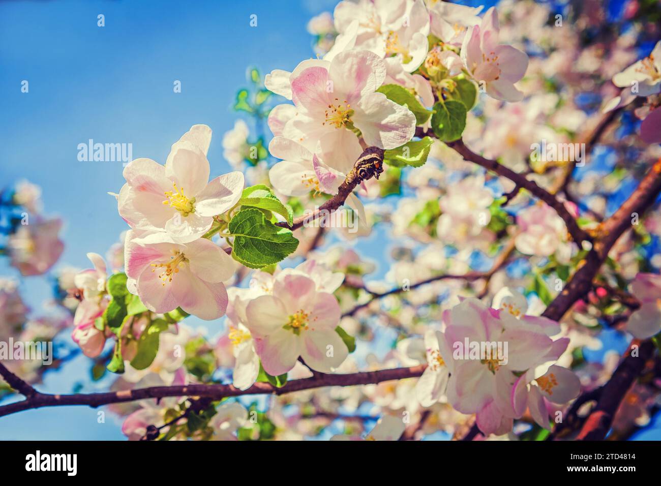 Bunch of flowers of an apple tree hi-res stock photography and images ...