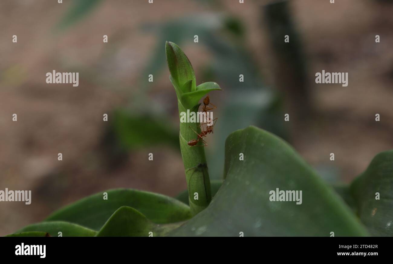 Two weaving ants hi-res stock photography and images - Alamy