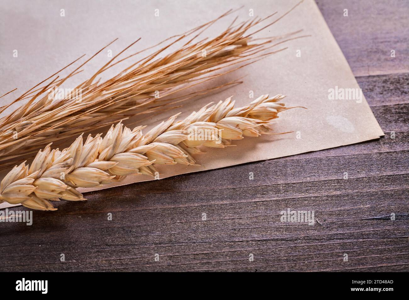 Ears of wheat and rye on vintage paper old wooden board food and drink ...