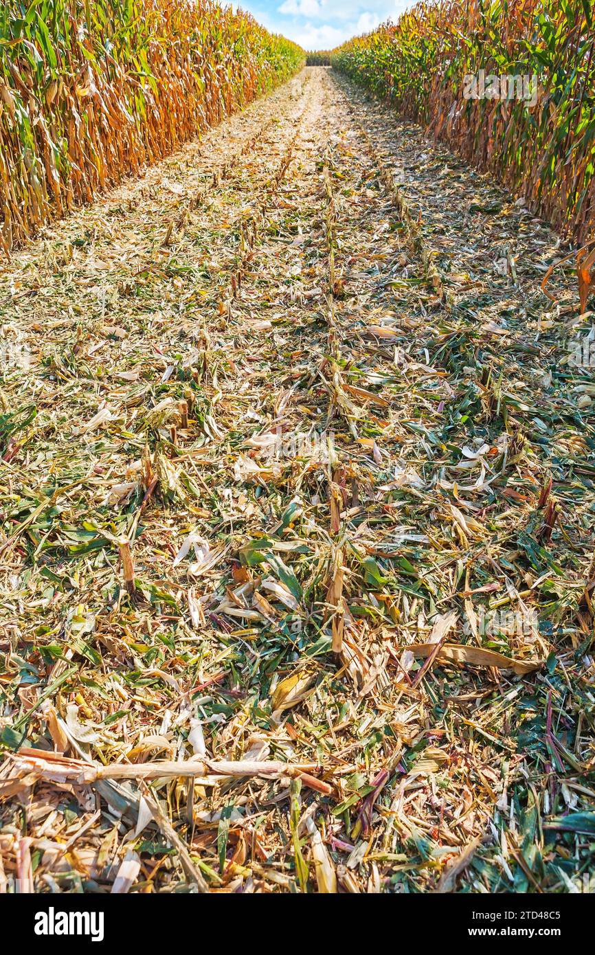 Maize field at harvest Agricultural concept Stock Photo - Alamy