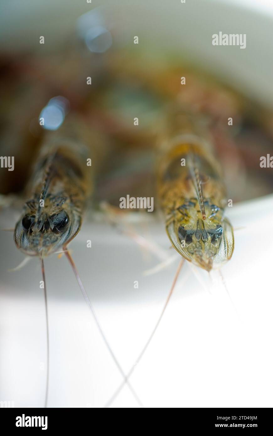 Raw fresh alive shrimps on a bowl over white background, food ...