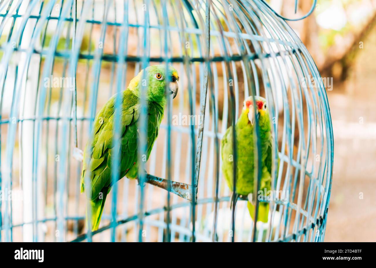 Portrait of two beautiful green parrots in a cage. Two beautiful and ...