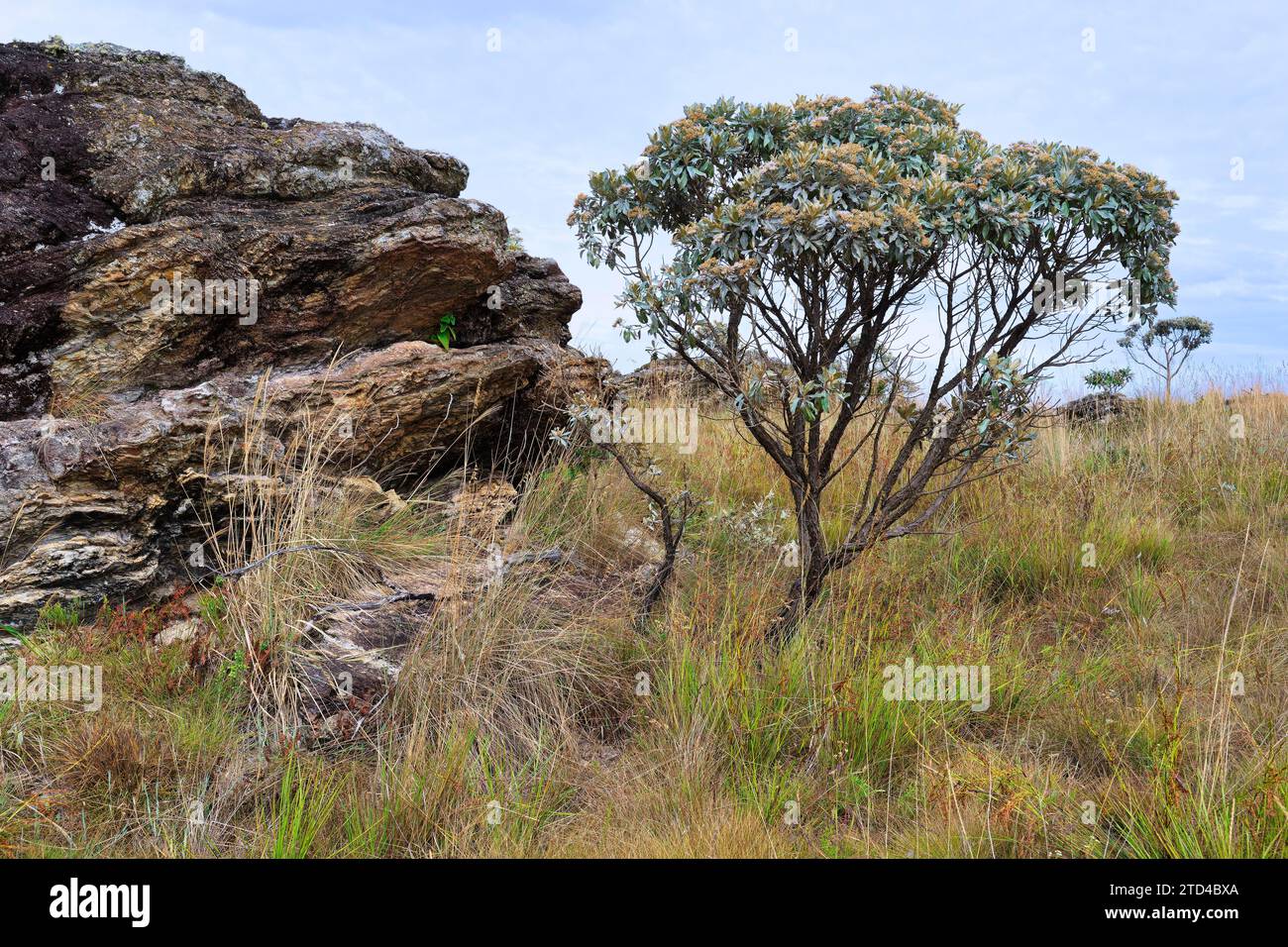Landscape tree vegetation brazilian hi-res stock photography and images ...
