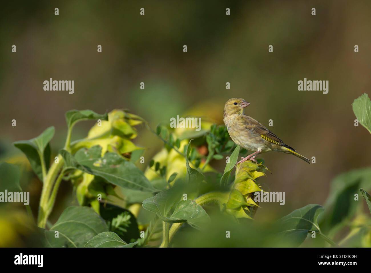 European greenfinch on seed head hi-res stock photography and images ...