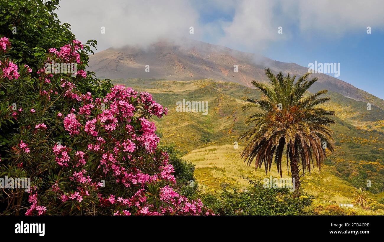 Oleander, palm tree, green mountain, summit in clouds, Stromboli ...