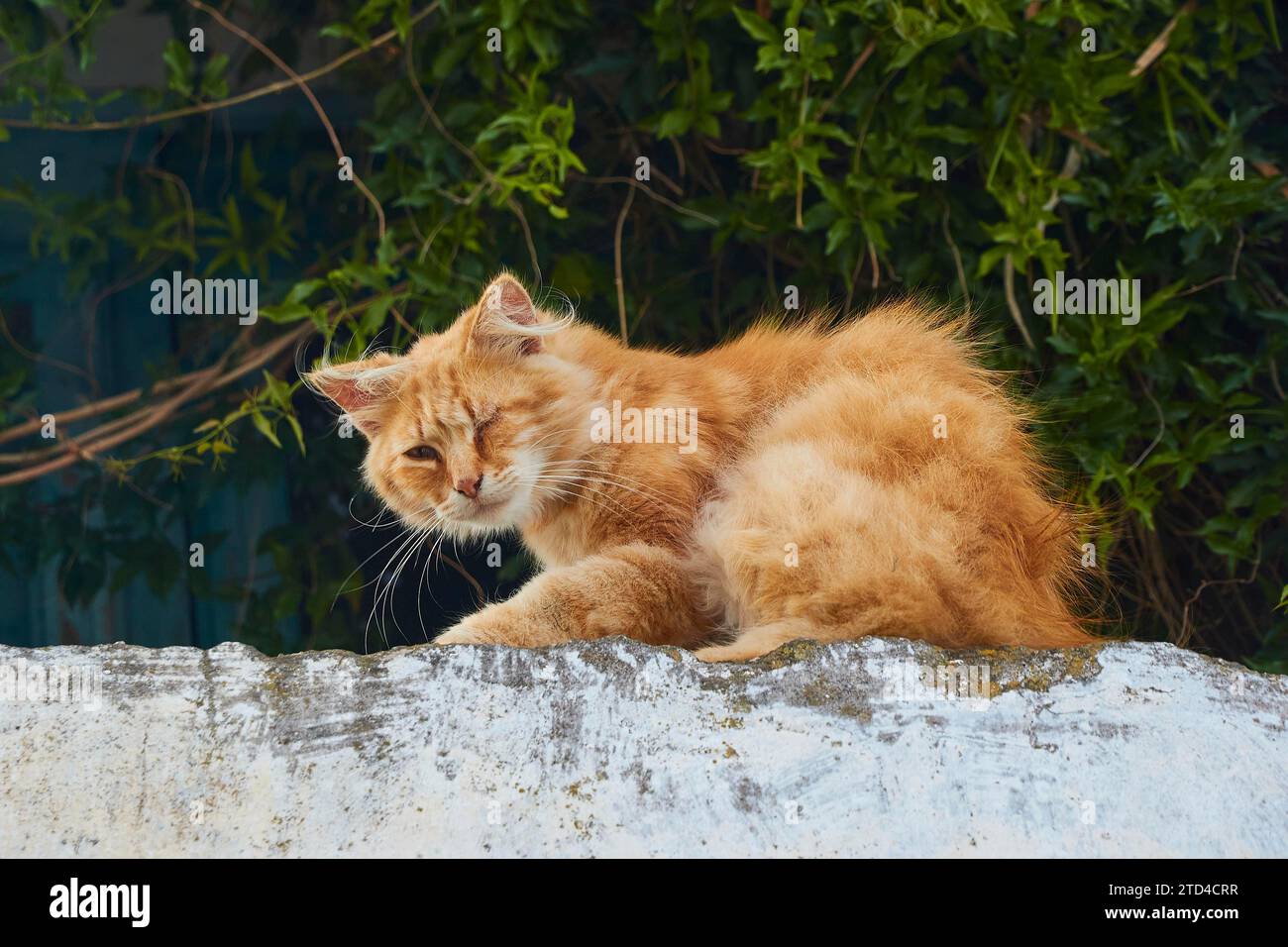 Orange coloured tousled cat on wall, near, volcanic island, Stromboli ...