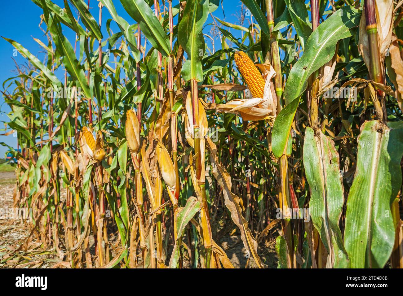Horizontal version Plant row Maize Maize Stock Photo - Alamy