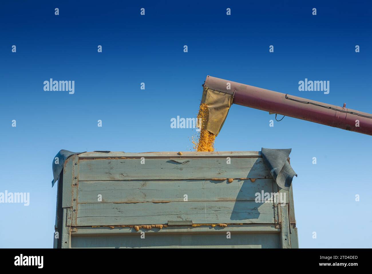 Loading maize kernels into a tipper truck Stock Photo - Alamy