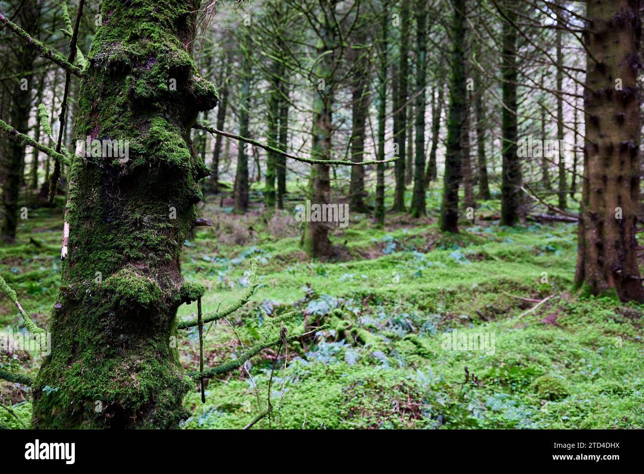 Pine trees in Glenariff Forest Park, County Antrim, Northern Ireland ...