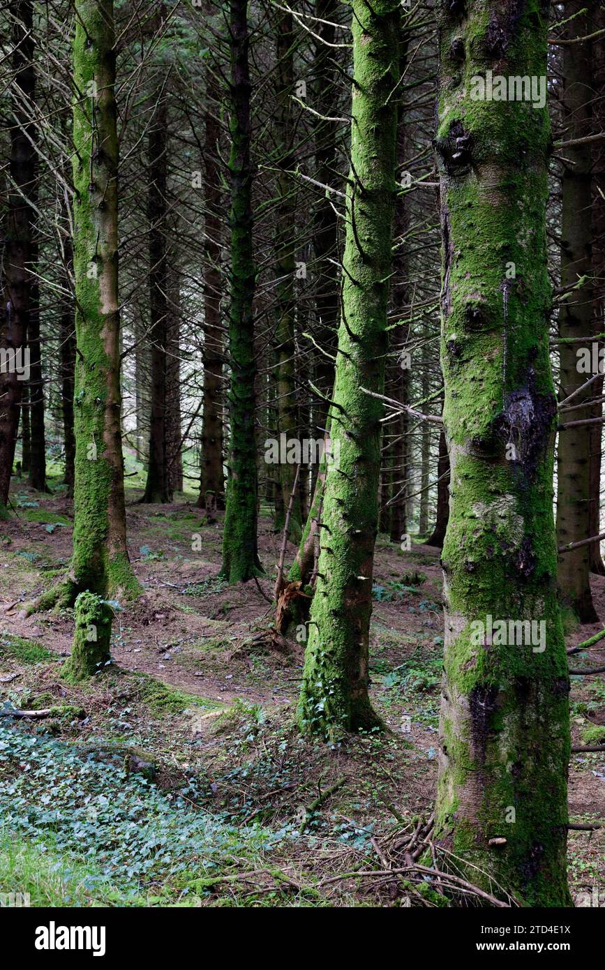 Pine trees in Glenariff Forest Park, County Antrim, Northern Ireland ...
