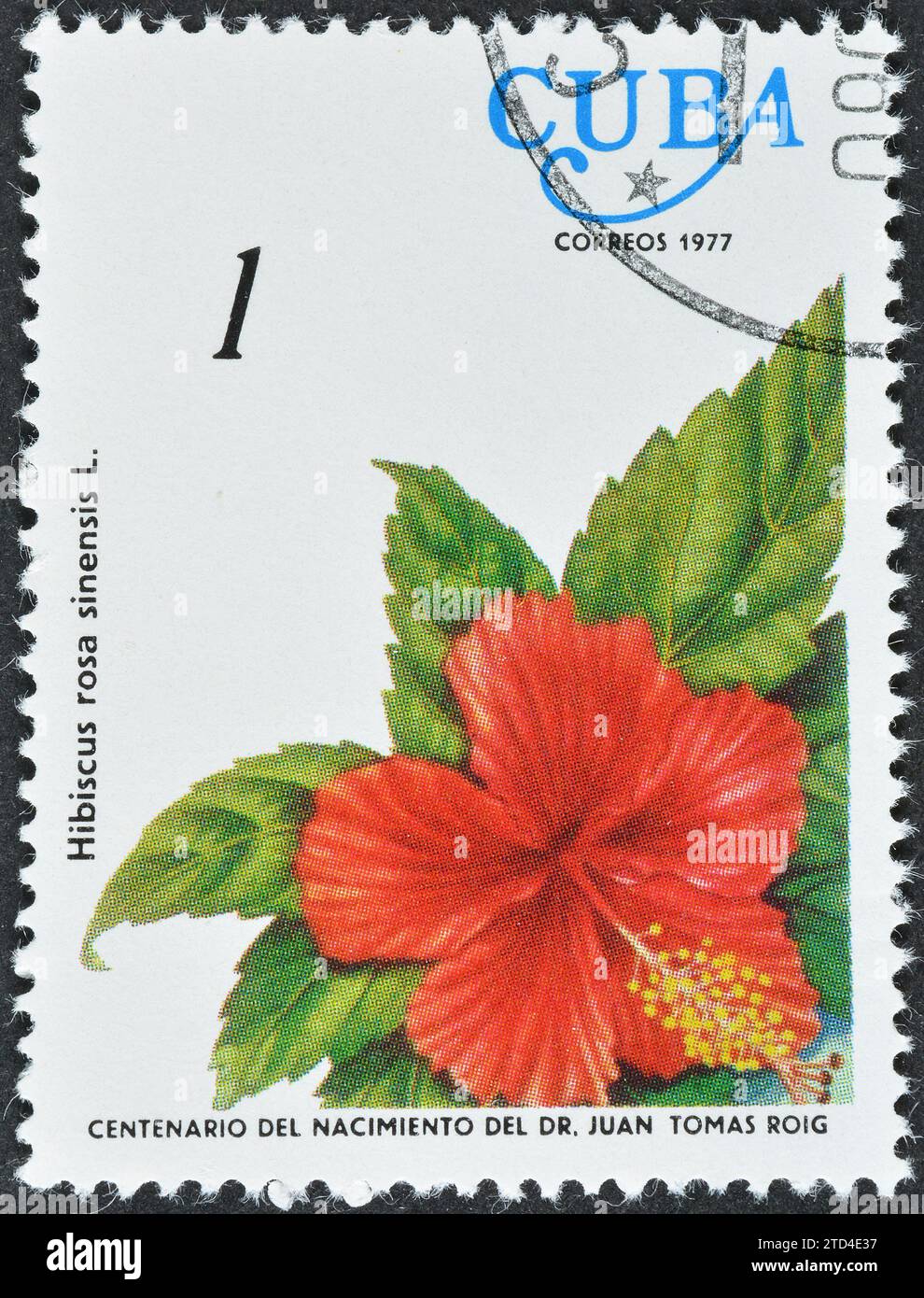 Cancelled postage stamp printed by Cuba, that shows China Rose ...