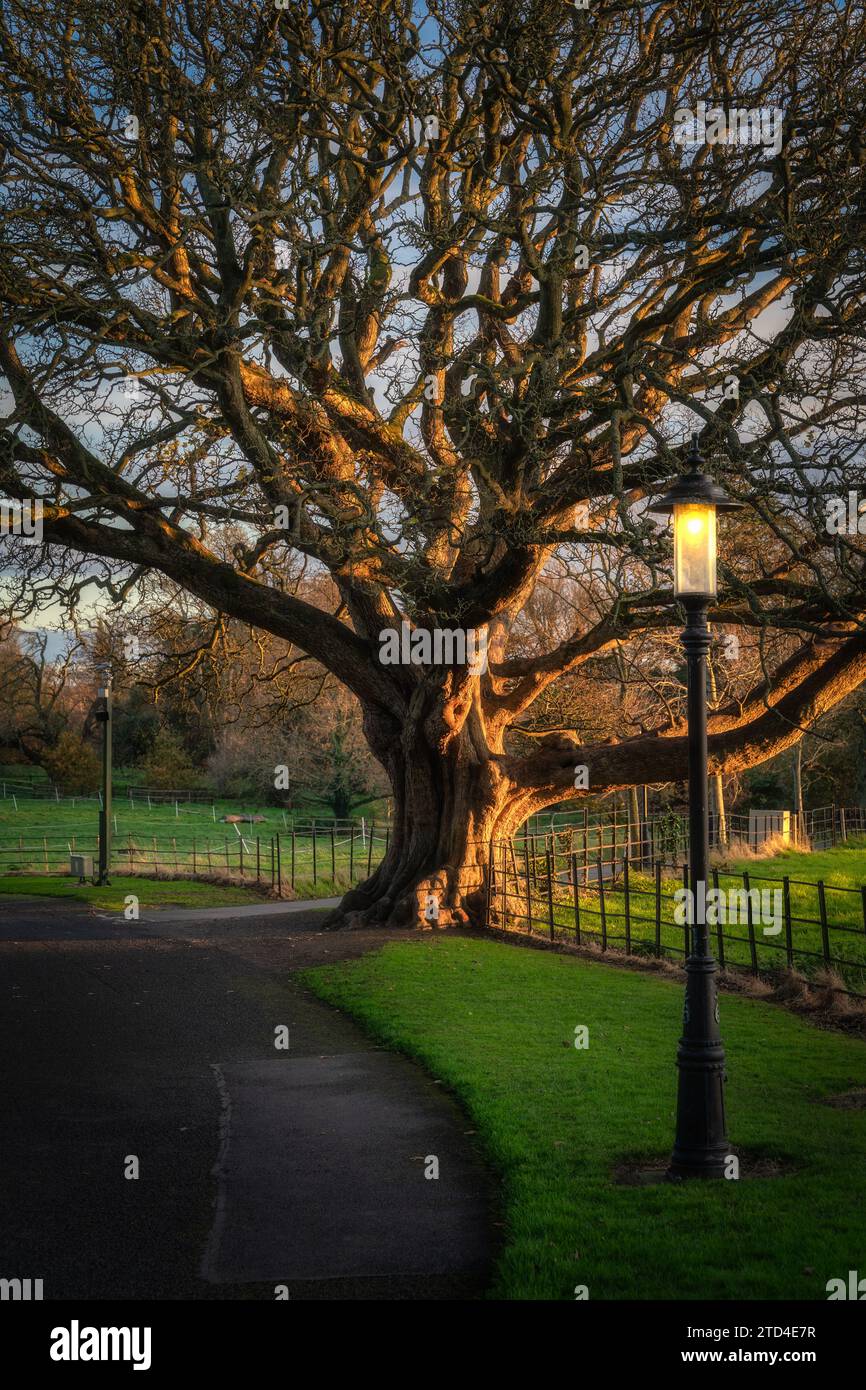 Majestic oak tree illuminated by sunlight and vintage street lamp in ...