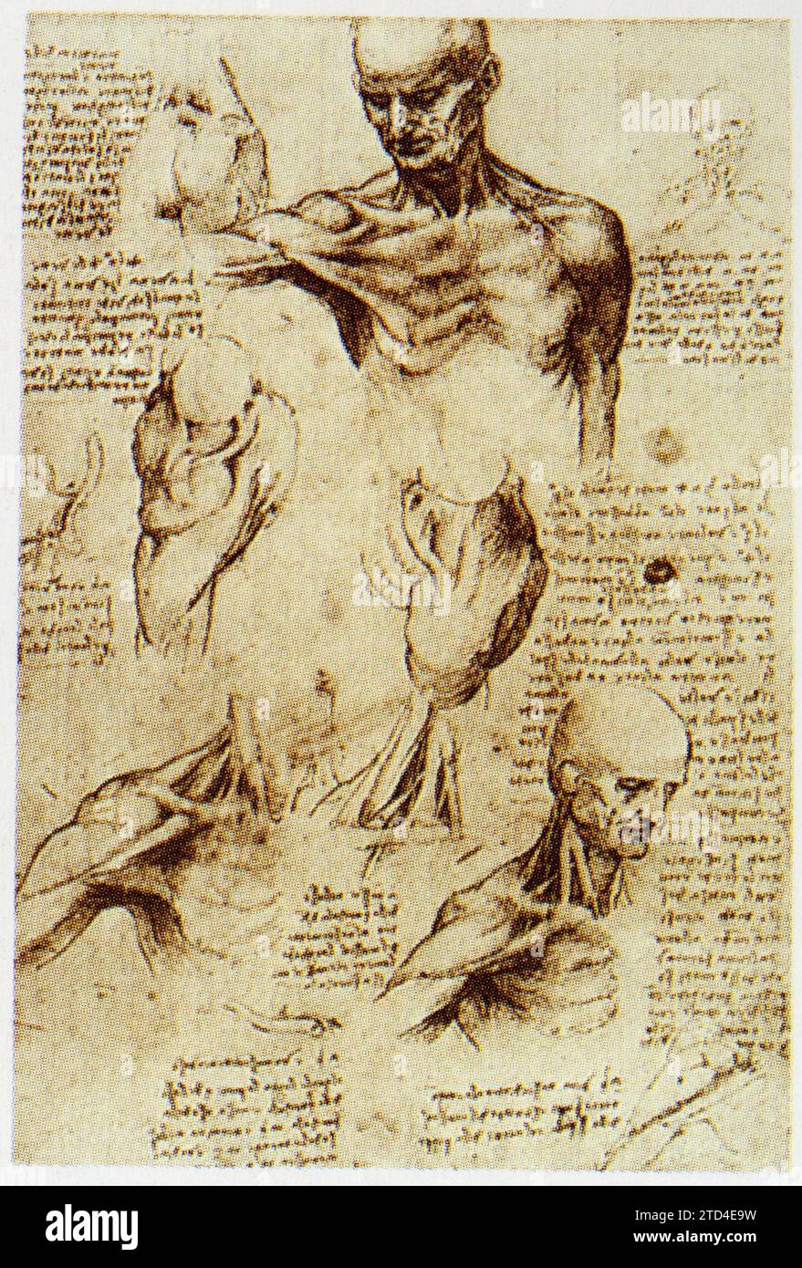 Leonardo da Vinci. The Muscles of the Shoulder.1510-1511 Stock Photo ...