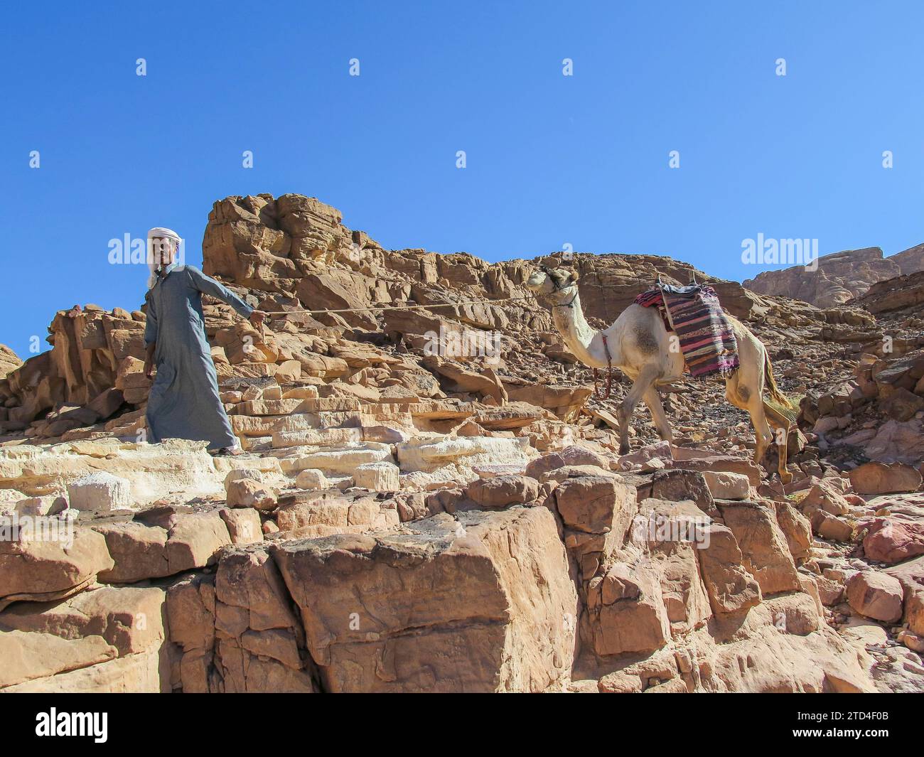 Bedouin leading camel, landscape in southern Sinai between Ain Khudra ...