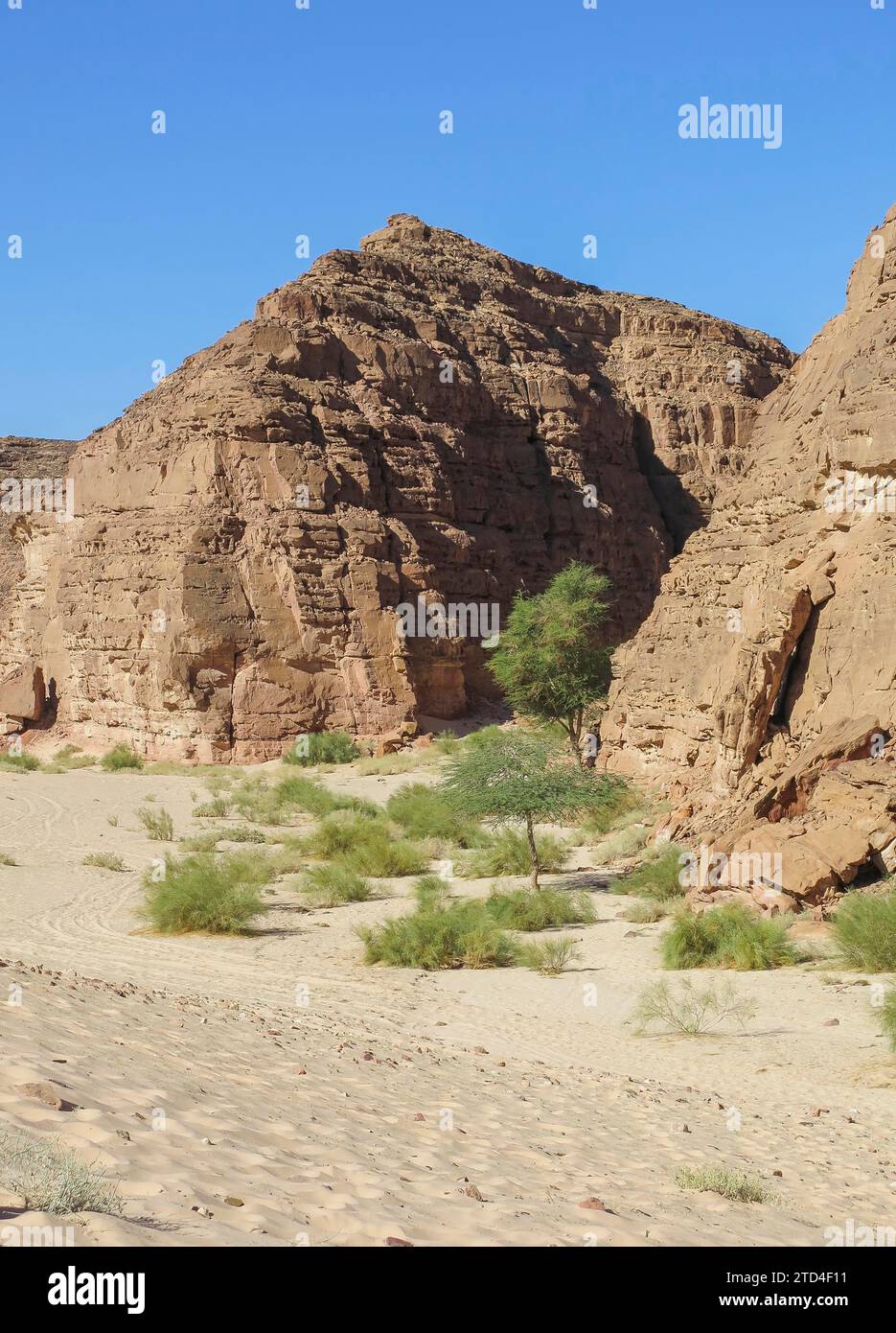 Bushes, valley, sand, rocks, mountain landscape in southern Sinai ...