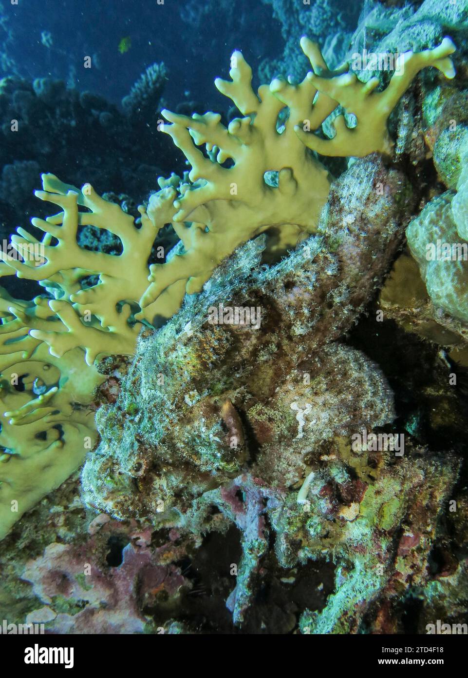 Stonefish (Synanceia verrucosa), underwater photo, dive site The ...