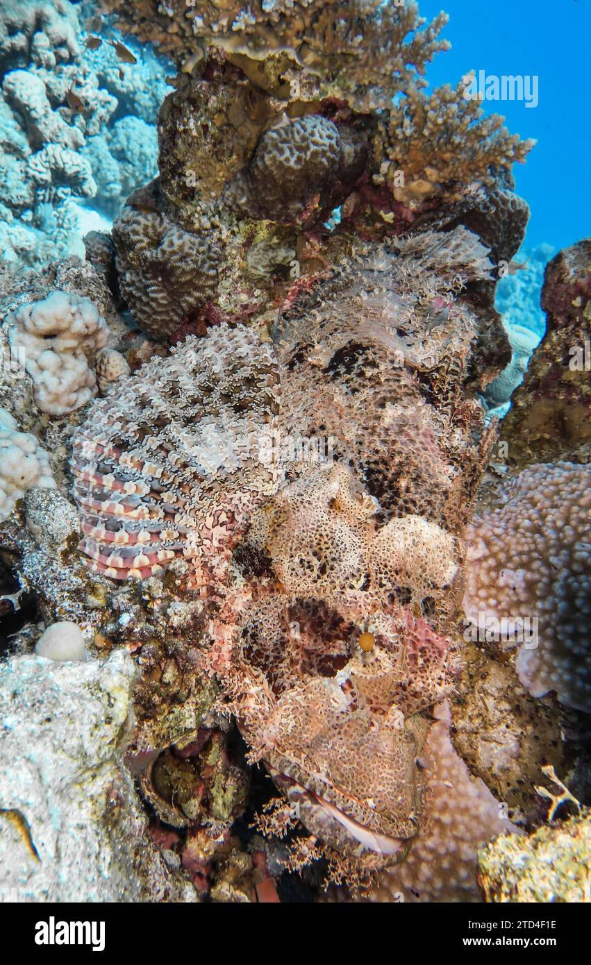 Scorpionfish (Scorpaena scrofa), underwater photo, dive site The Canyon ...