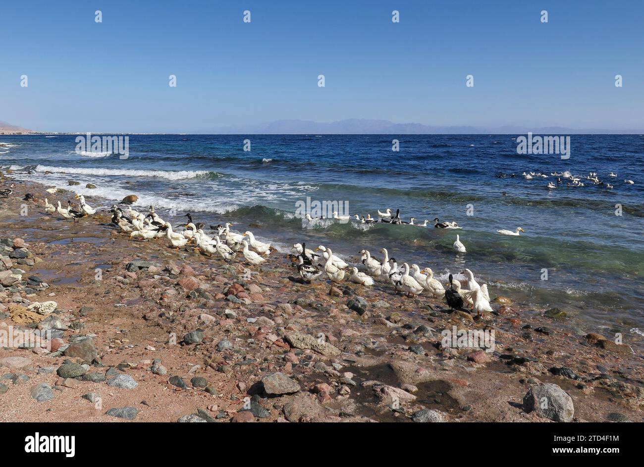 Ducks on the beach, Red Sea, Dahab, Sinai, Egypt Stock Photo - Alamy