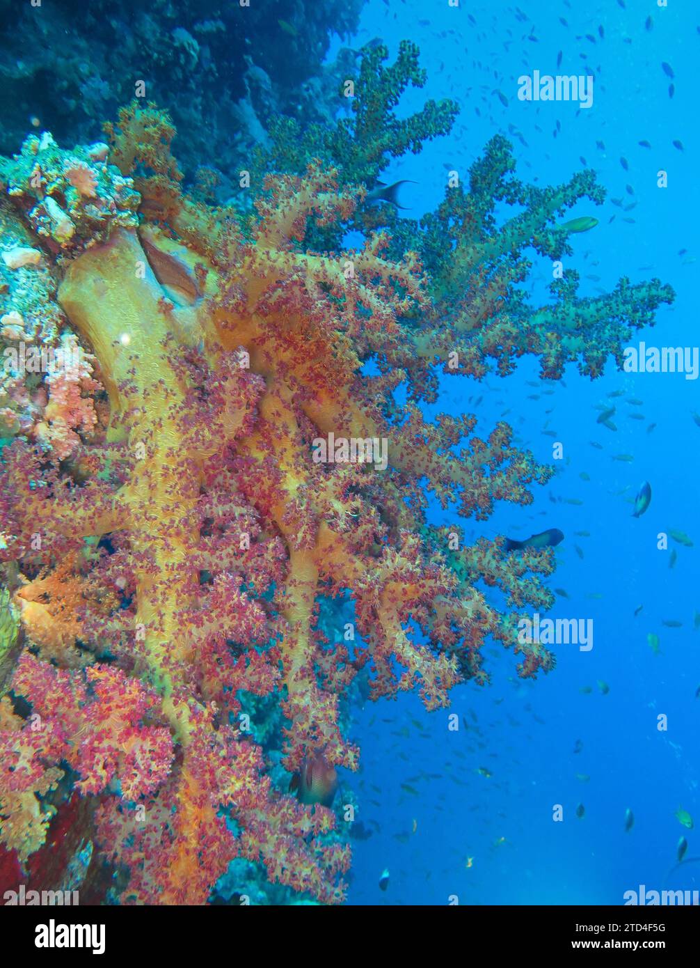Colourful soft coral Dendronephthya, underwater photo, dive site Shark ...