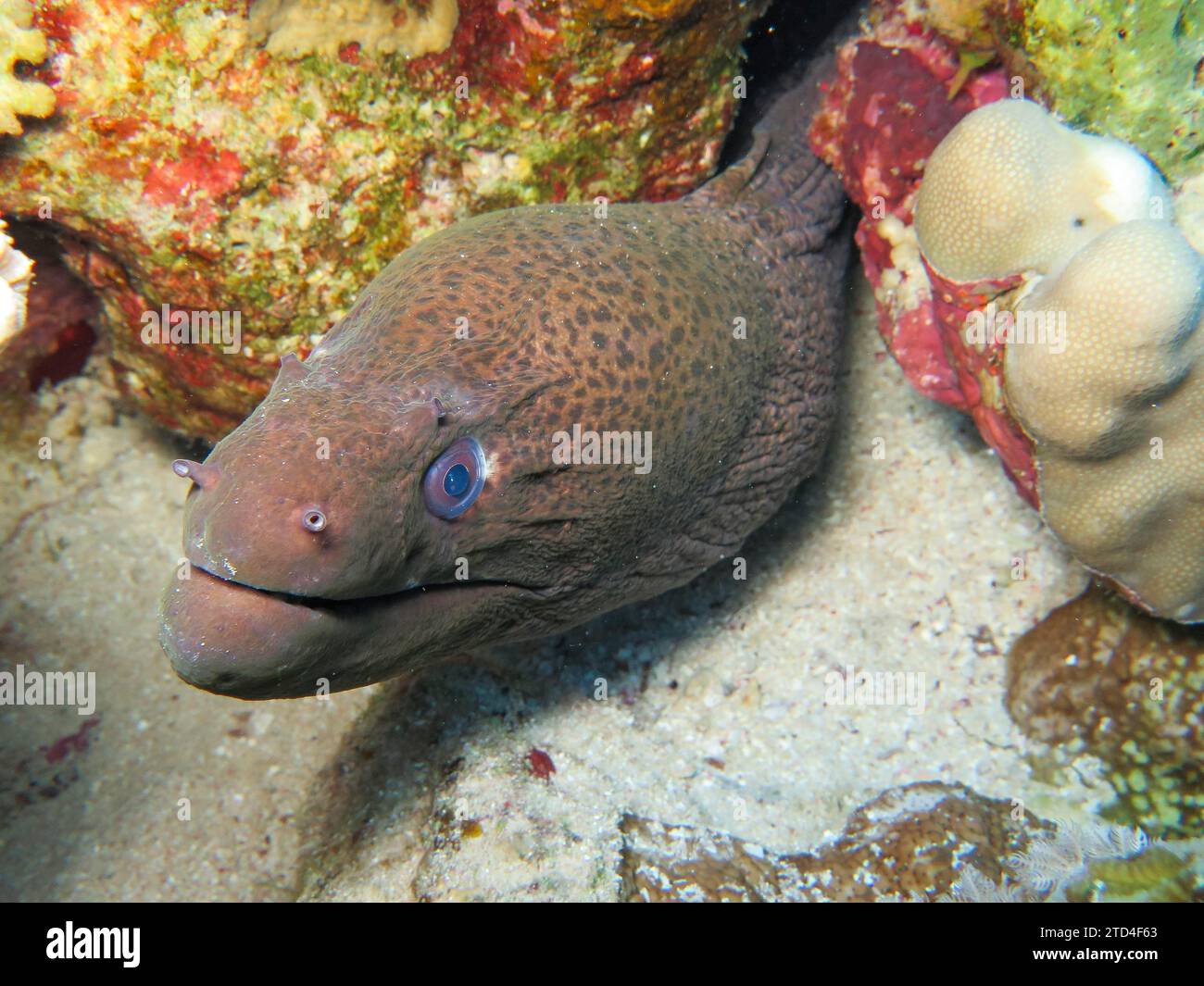 Giant Moray (Gymnothorax javanicus) moray, underwater photo, dive site ...