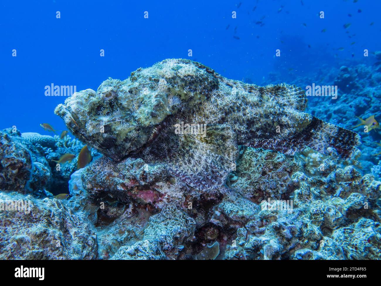 Stonefish (Synanceia verrucosa), underwater photo, dive site The Canyon ...