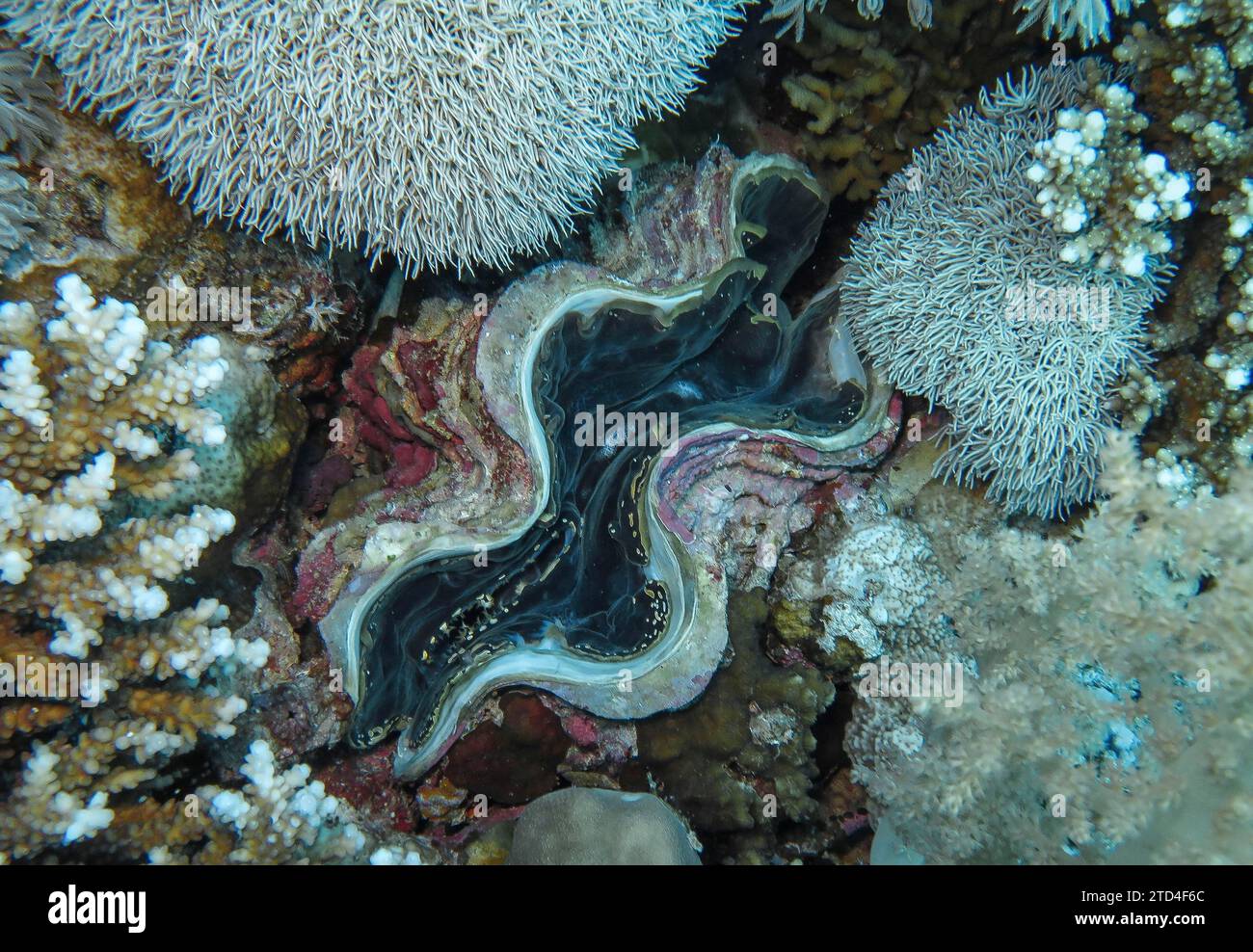 Large giant clam (Tridacna maxima), underwater photo, dive site Gabr El ...