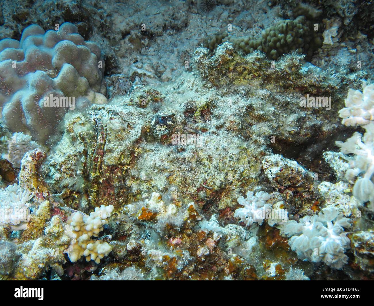 Stonefish (Synanceia verrucosa), underwater photo, dive site Blue Hole ...